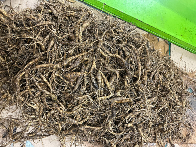 Mega Ginseng – Pennsylvania Licensed Dealer of Wild American Ginseng